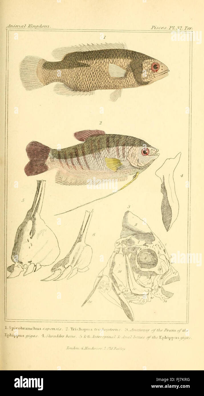 An early classification work of the animal kingdom, providing a ...
