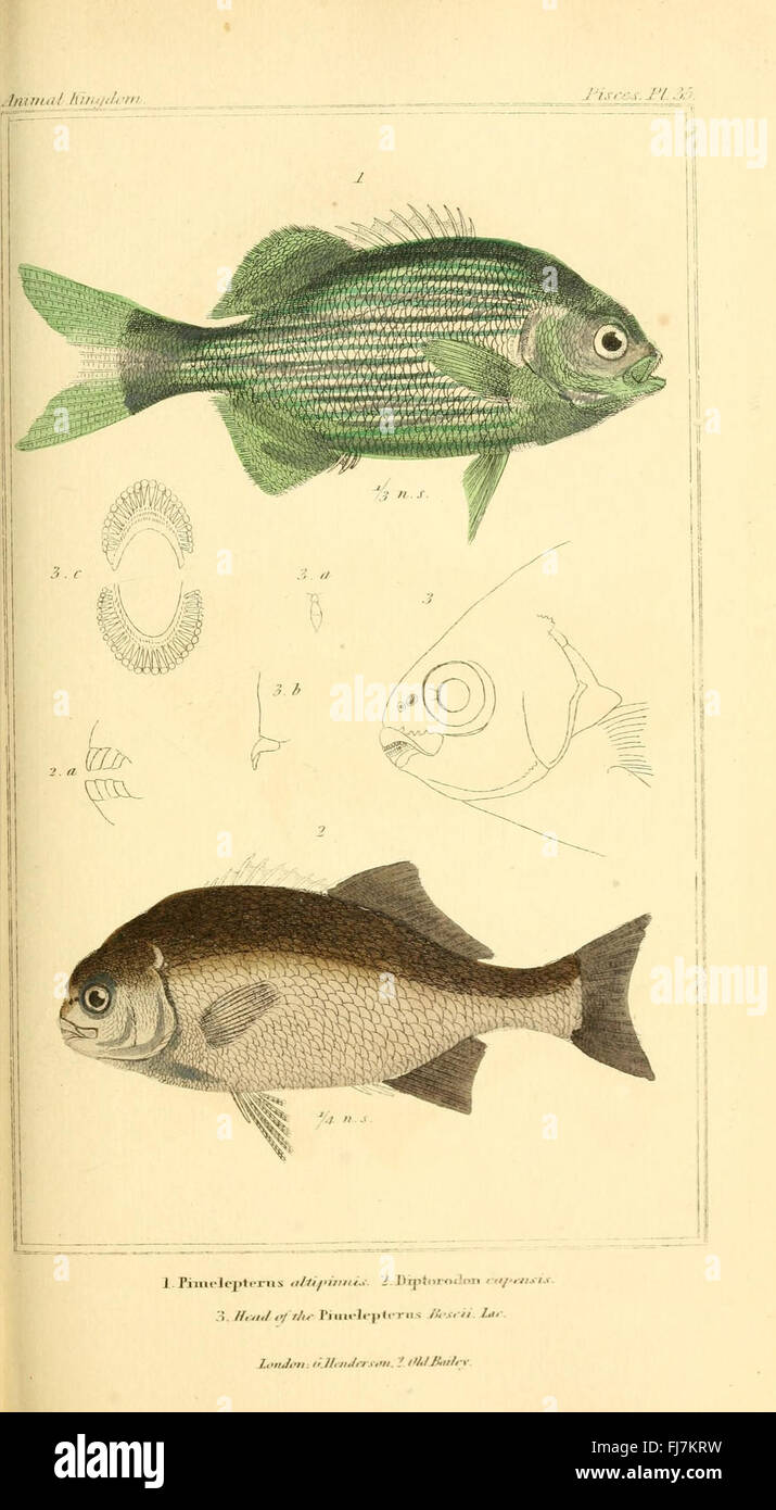 The Animal Kingdom, a foundational work on the classification and ...