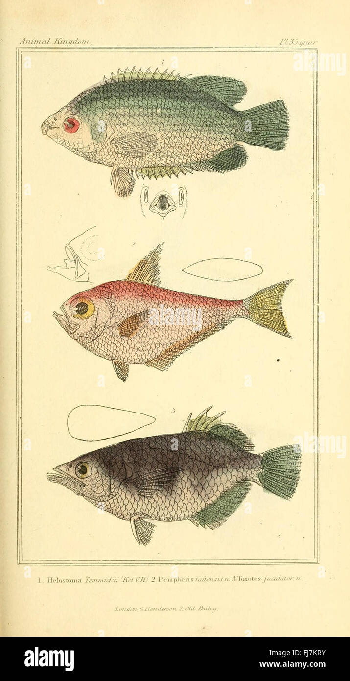 A foundational zoological work categorizing animals based on their ...