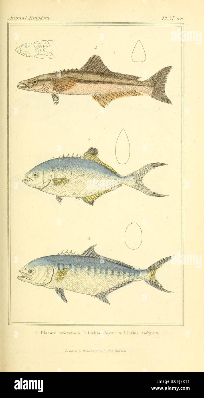 The animal kingdom, organized by its classification, providing a ...