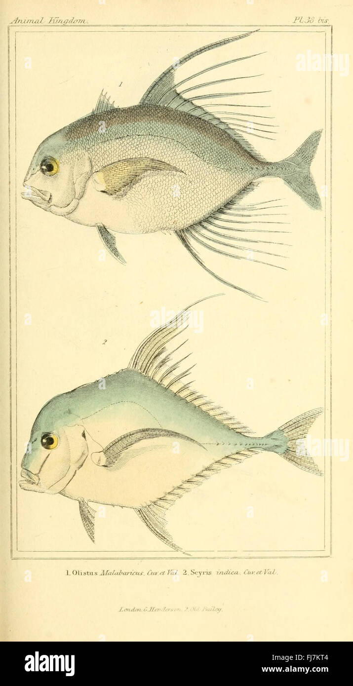 A foundational text in the study of zoology, offering a systematic ...