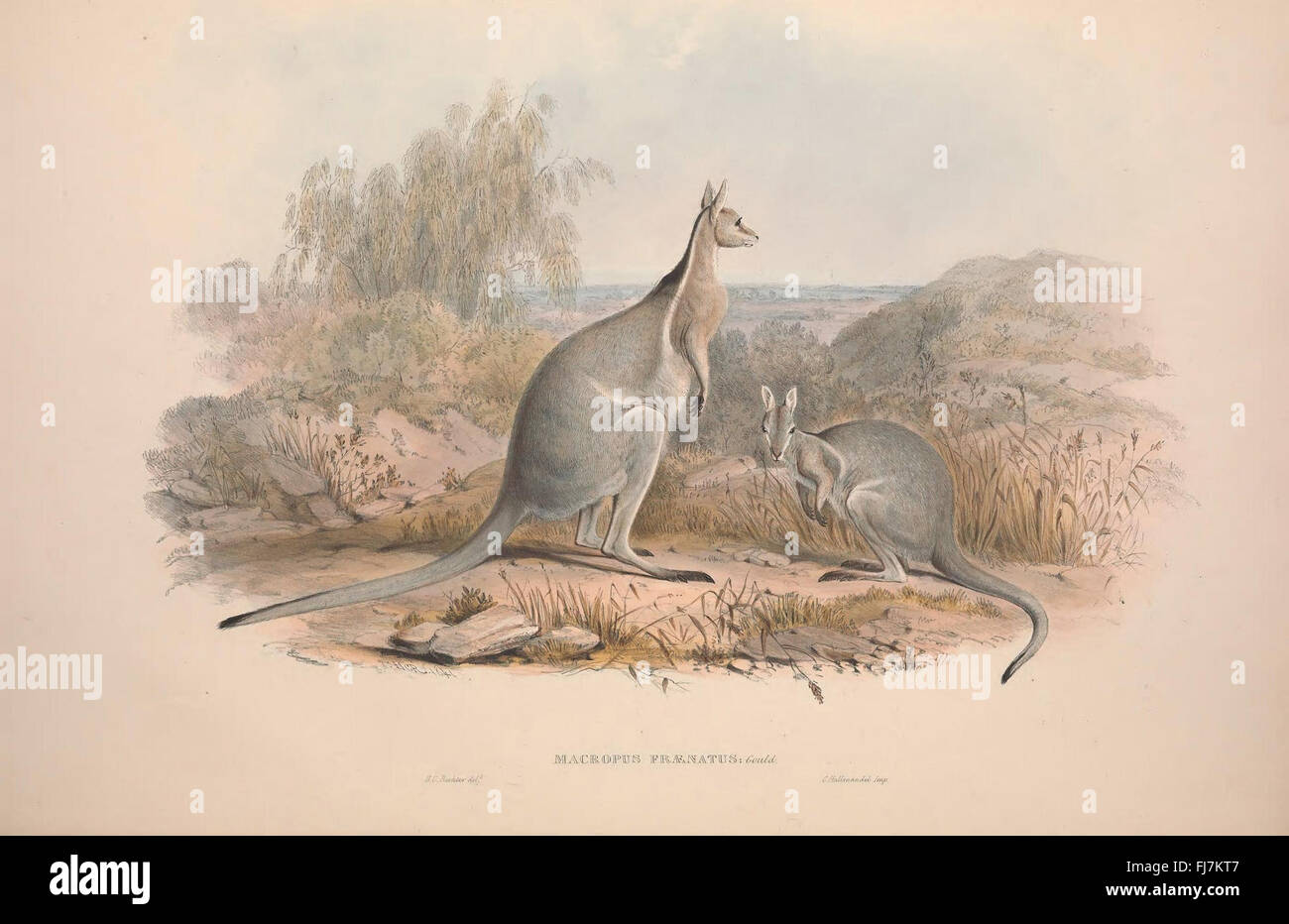 A detailed monograph on the Macropodidae family, which includes ...