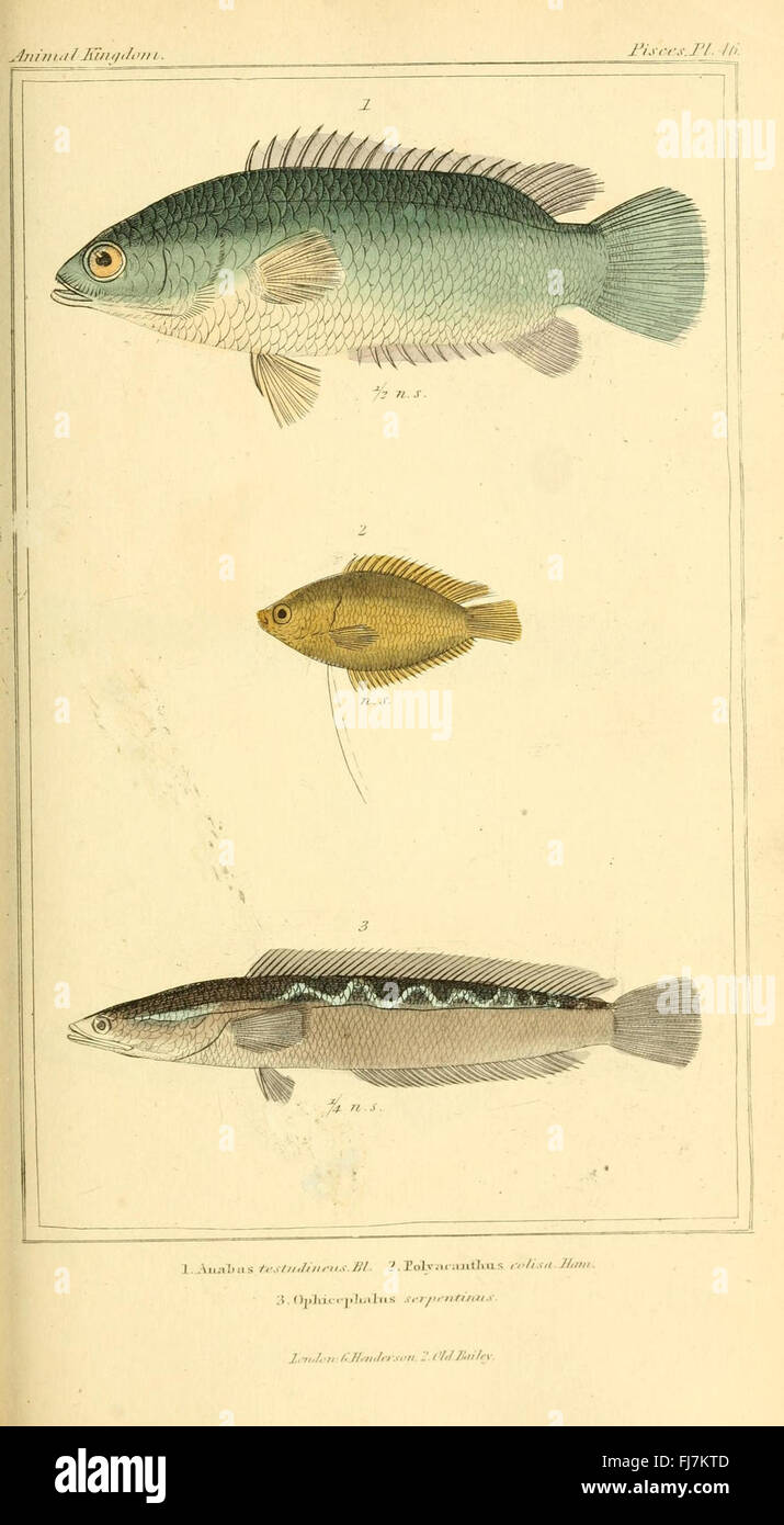 Illustrated zoological classification system detailing animal ...