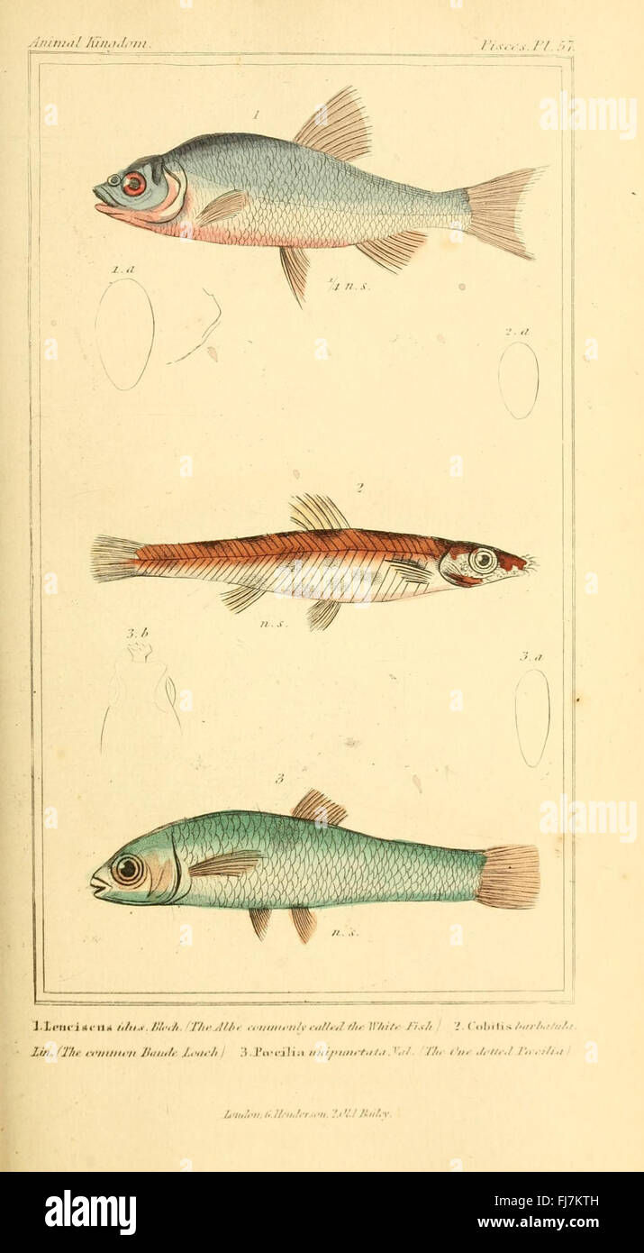 A foundational work on the classification of the animal kingdom ...