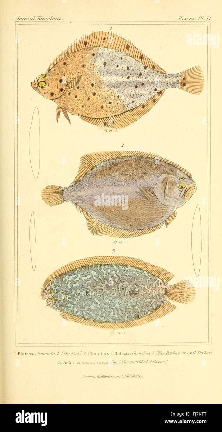 A foundational zoological work that organizes the animal kingdom by its ...