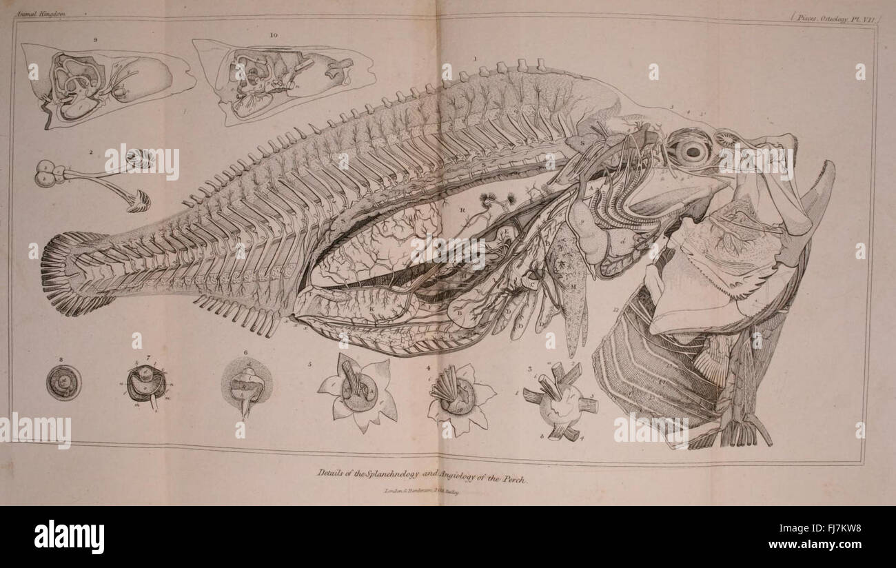 A foundational work in zoology, organizing animals according to their ...