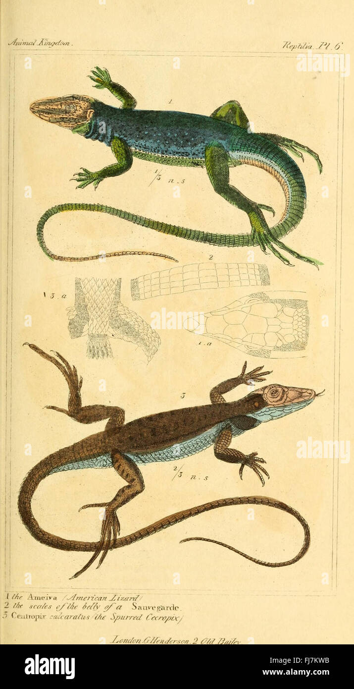 The Animal Kingdom, Arranged According to Its Organization, Serving as ...