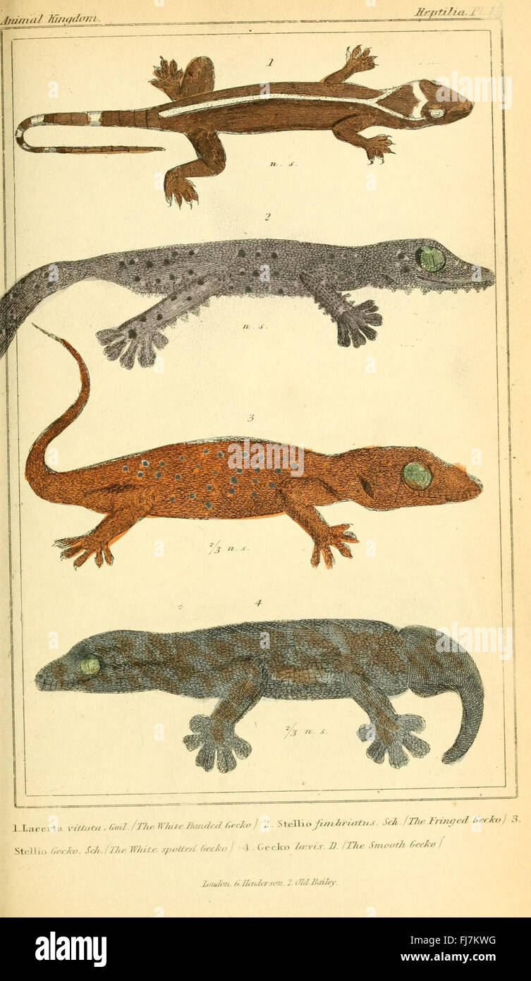 A foundational zoological classification work detailing the structure ...