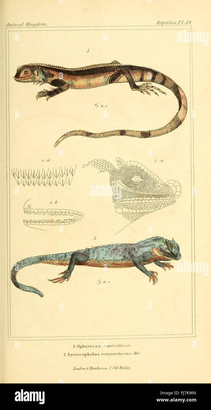 Comprehensive guide to animal classification and organization, focusing ...