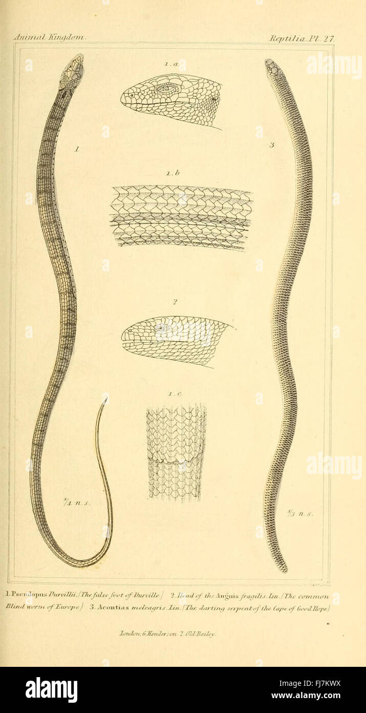 A foundational work in zoology, providing a systematic classification ...