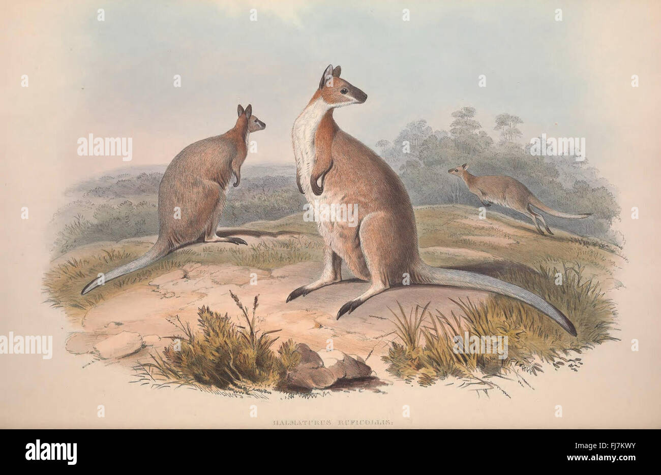 A detailed monograph on the family of kangaroos (Macropodidae ...