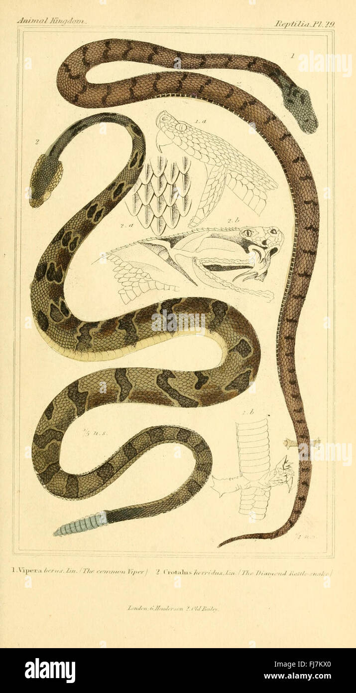 The animal kingdom, arranged according to its organization Stock Photo ...