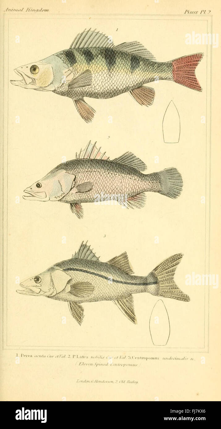 Animal classification, zoology, natural history, animal kingdom ...