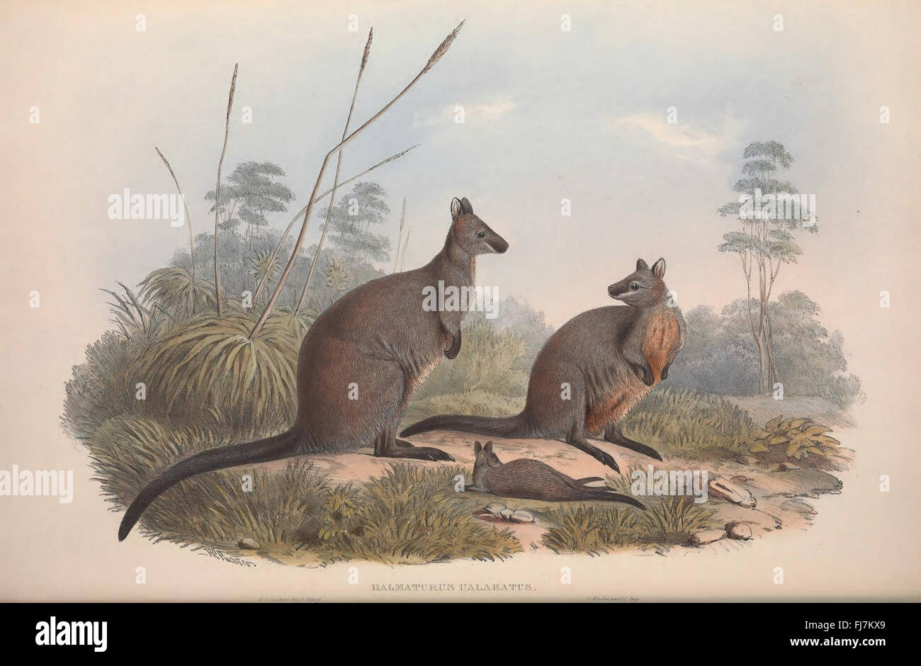 A monograph of the Macropodidae, or family of kangaroos Stock Photo - Alamy