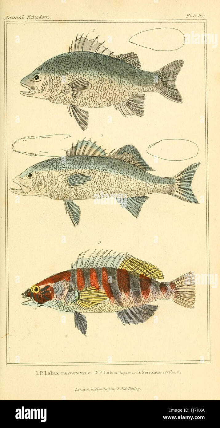 Systematic classification of the animal kingdom, a foundational work ...