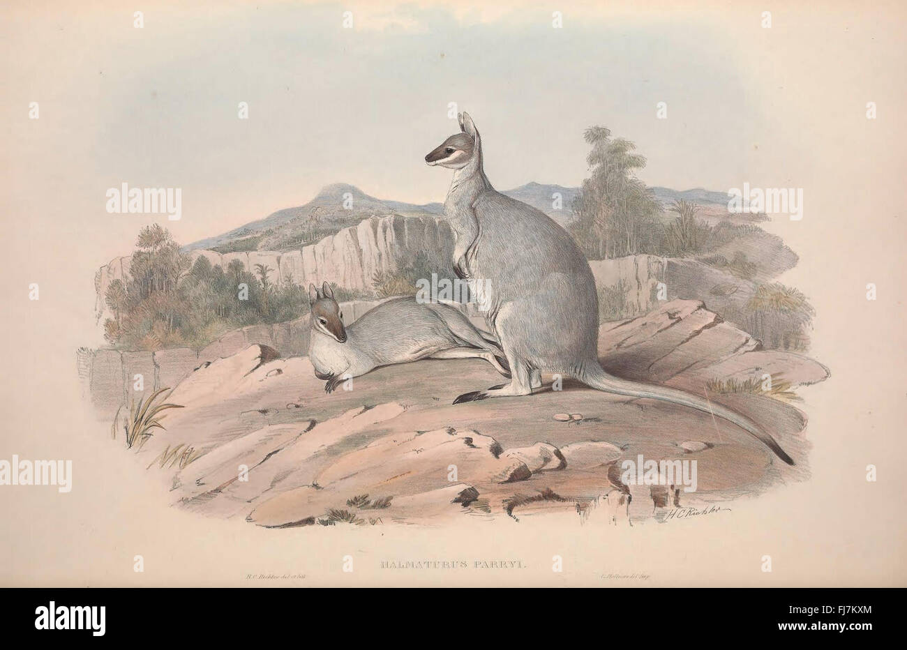 A detailed study and classification of the macropodidae family hi-res ...