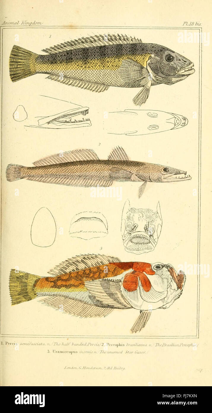 An early systematic classification of the animal kingdom, designed as a ...