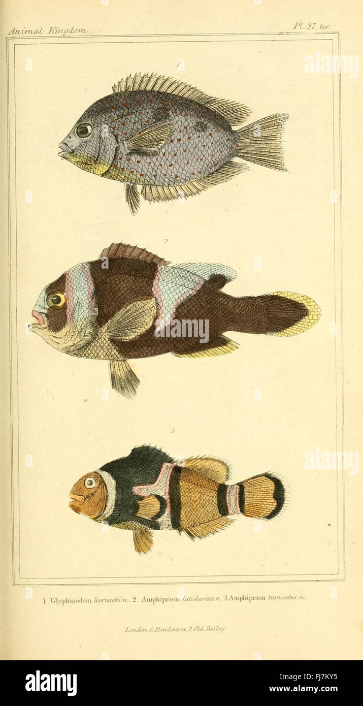 The animal kingdom, arranged according to its organization, serving as ...