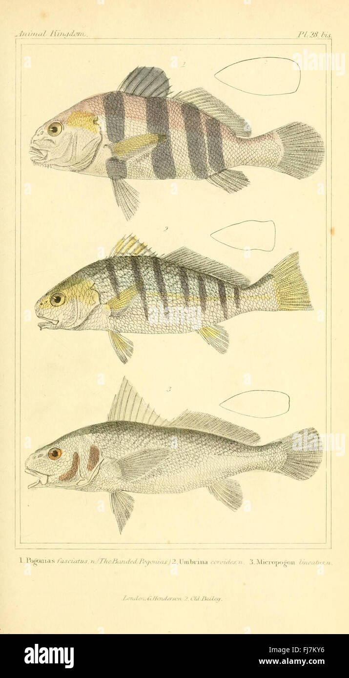An organized classification of the animal kingdom, designed as a ...
