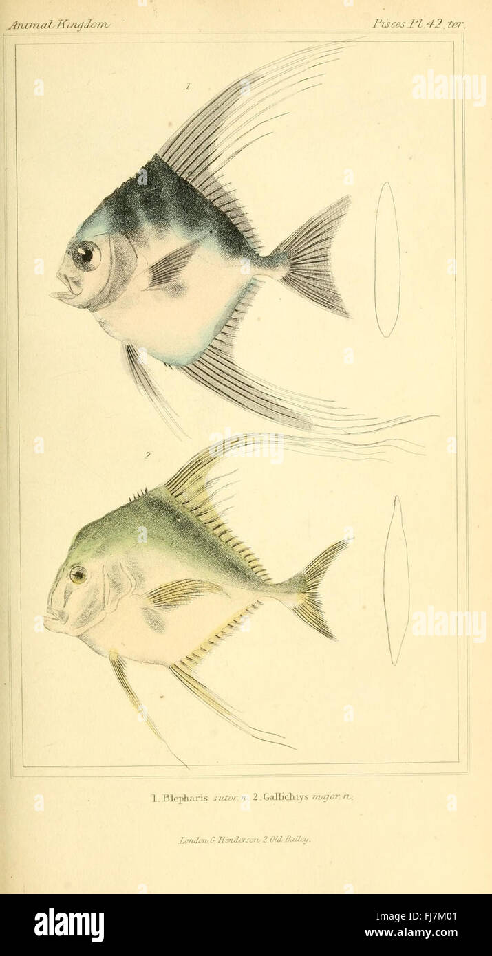 An organized classification of the animal kingdom, documenting the ...