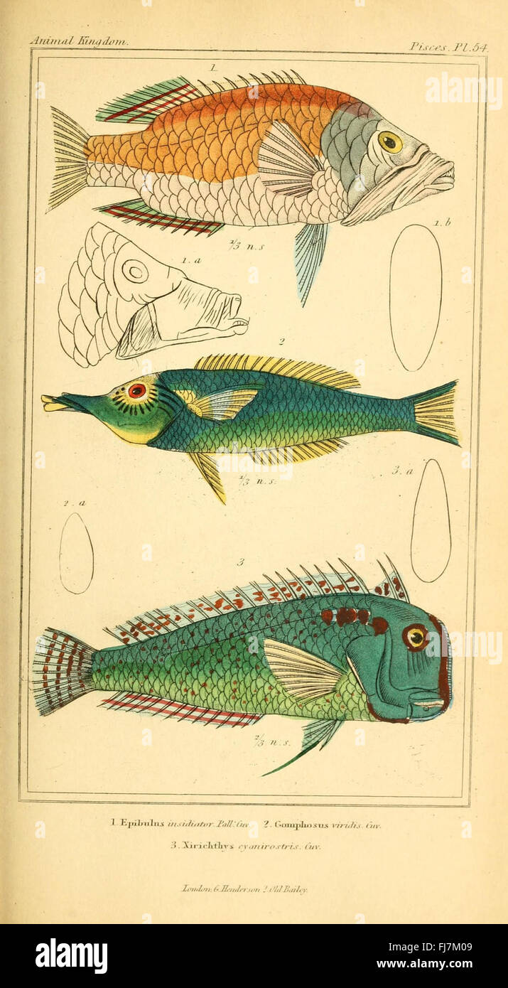 The animal kingdom, arranged according to its organization, serving as ...