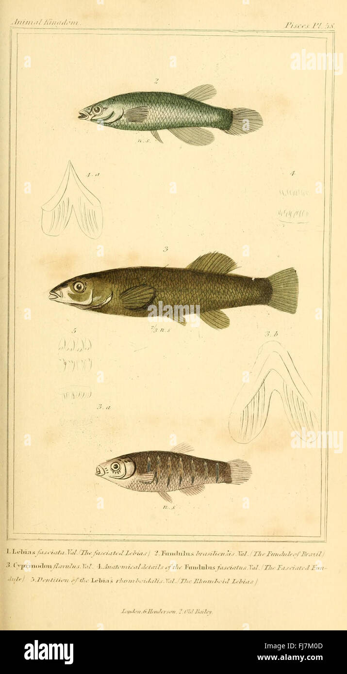 A foundational zoological classification work detailing the structure ...