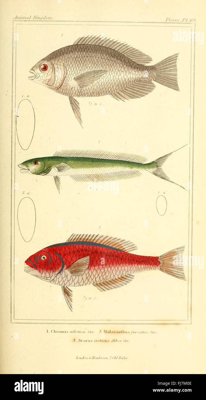 A work organizing animals by their classification, providing a basis ...