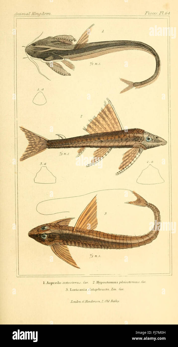 A comprehensive work on animal classification, presenting the animal ...