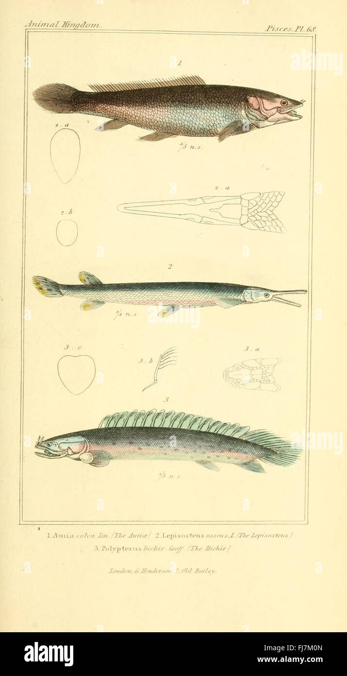 A foundational work on animal classification, detailing the ...