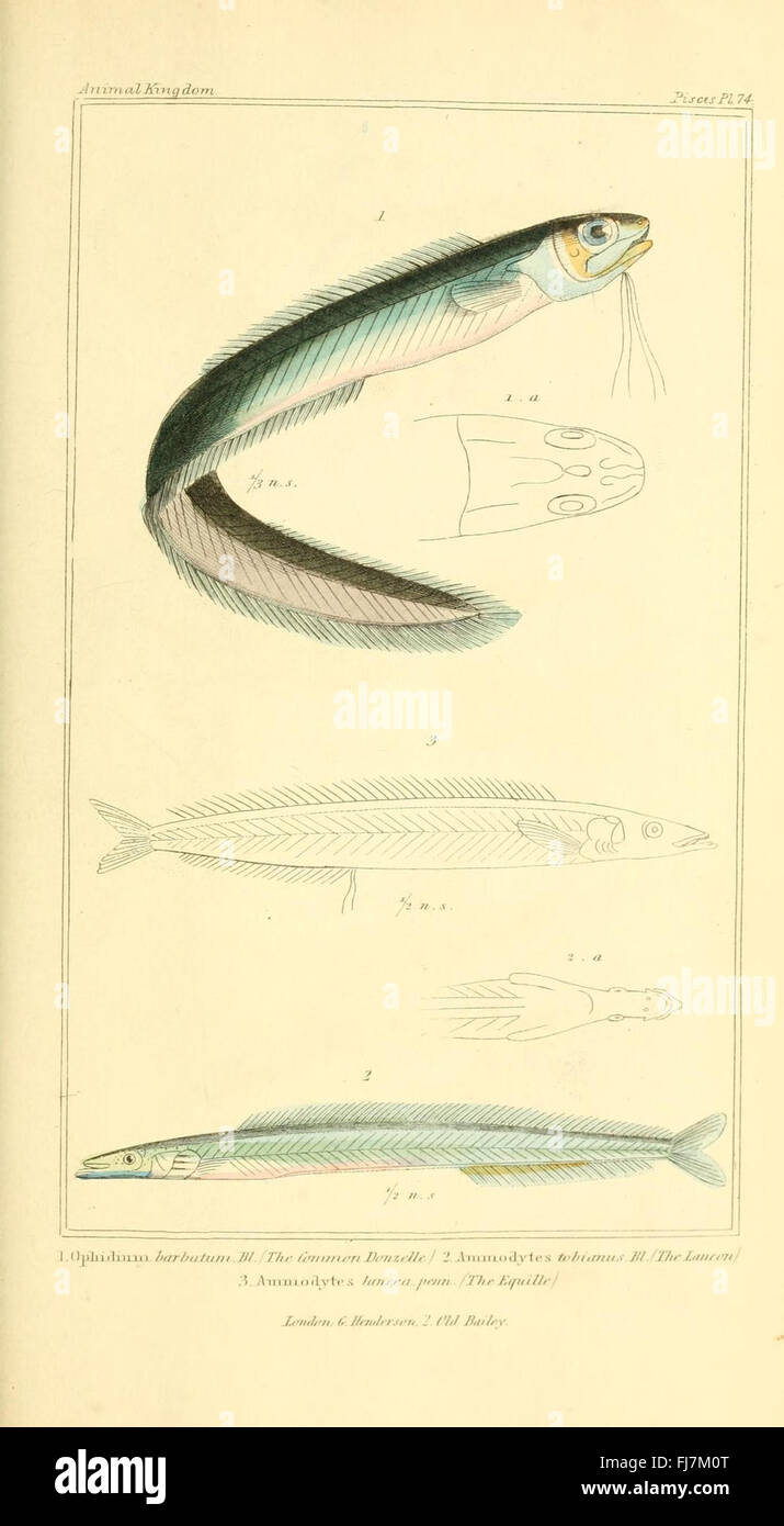 A comprehensive zoological work organizing animals by their structure ...