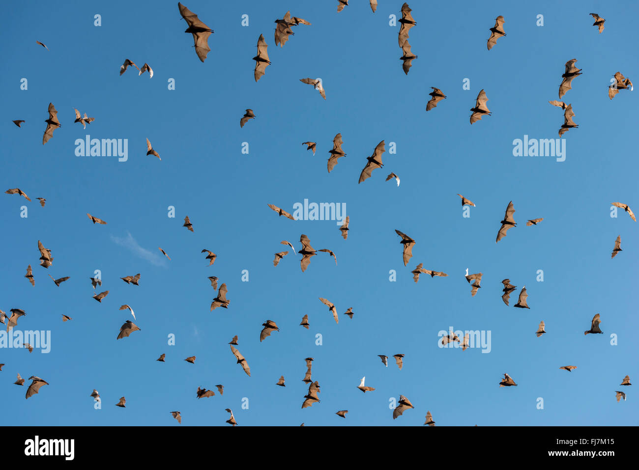 Flying foxes flying river hi-res stock photography and images - Alamy