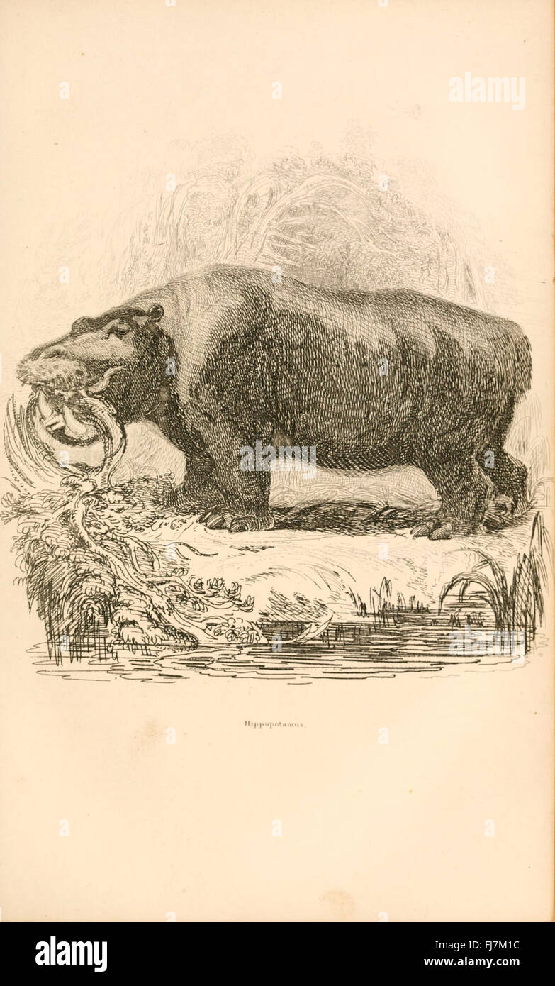 The animal kingdom, SIL Smithsonian Institution Libraries Zoology Stock ...