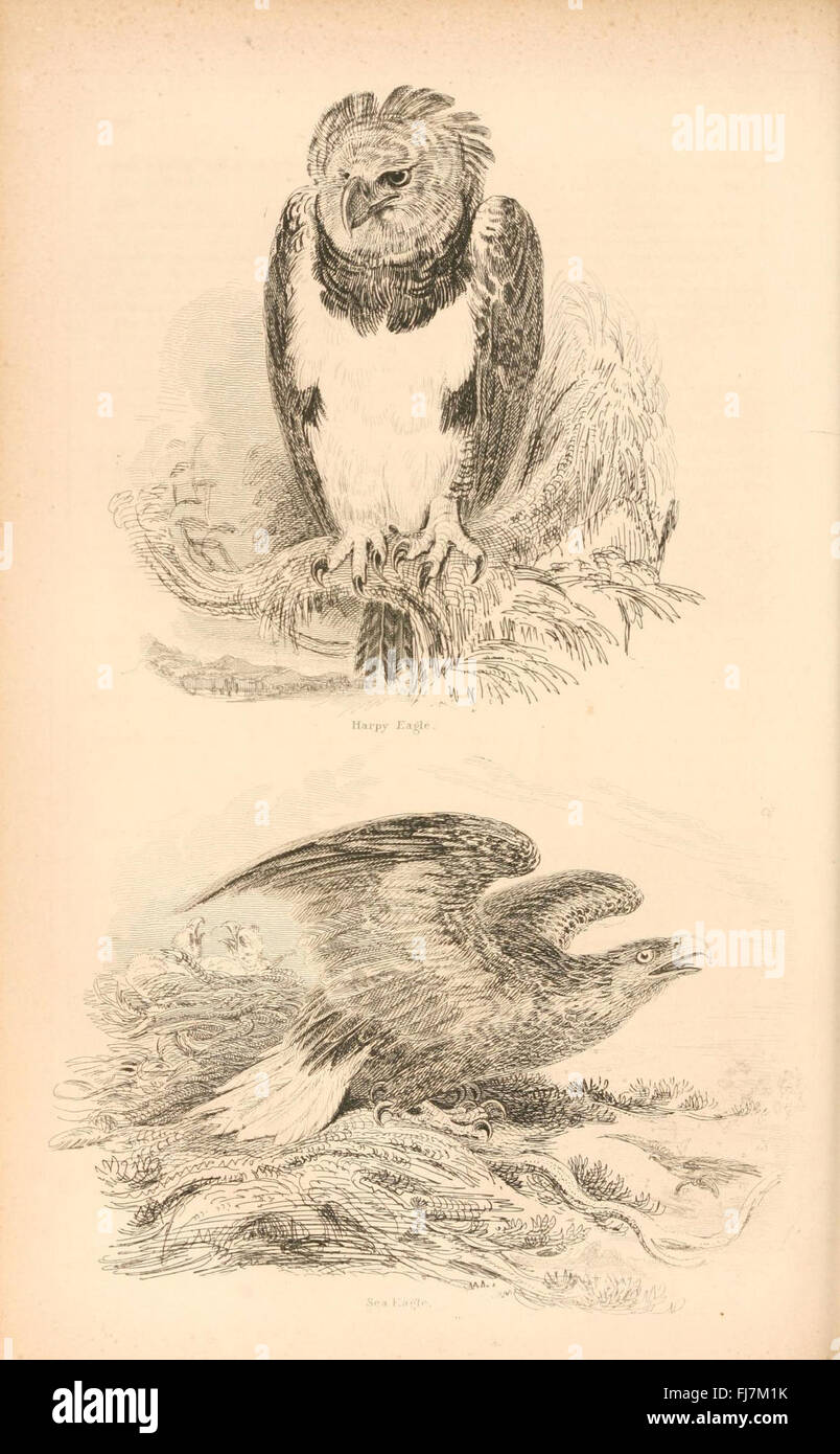 The animal kingdom ,SIL Smithsonian Institution Libraries Zoology Stock ...