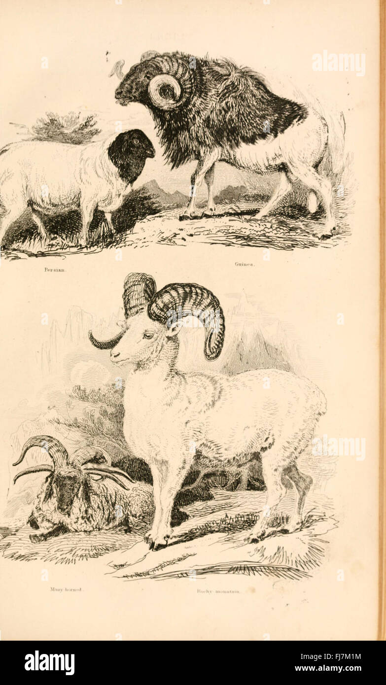 The animal kingdom, A zoological study from the Smithsonian Institution ...