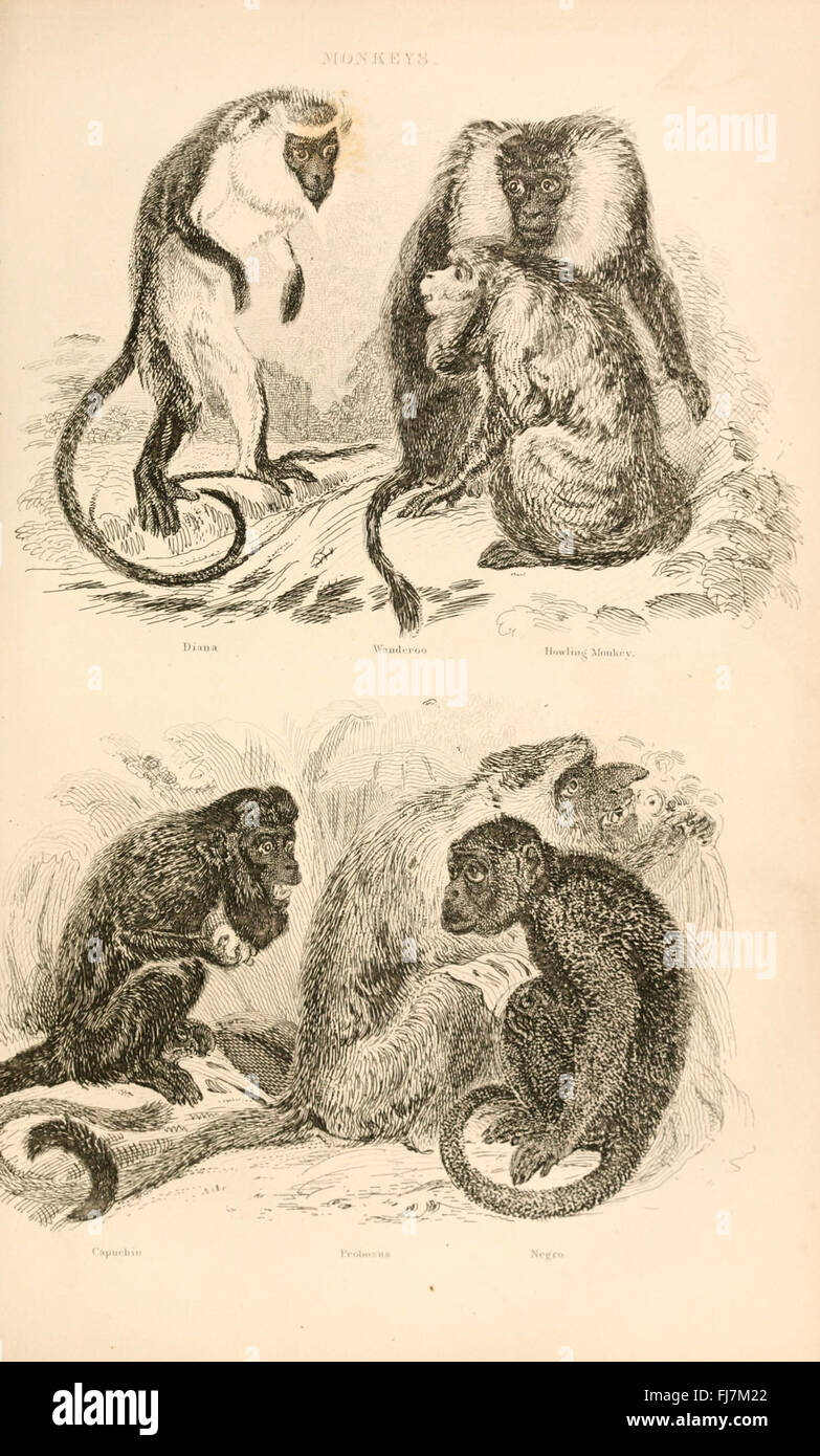 The animal kingdom ,SIL Smithsonian Institution Libraries Zoology Stock ...