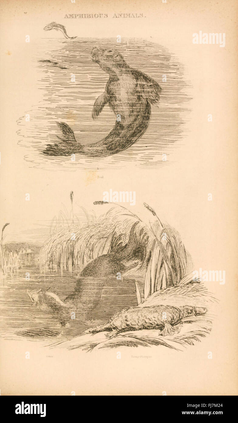 A comprehensive work on the animal kingdom, offering insights into the ...