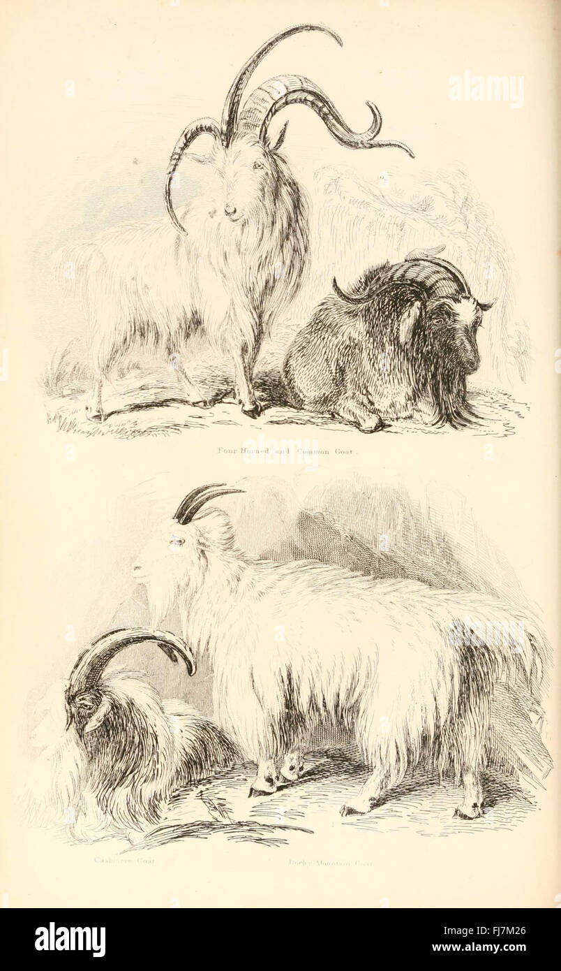 Diversity of animal forms within hi-res stock photography and images ...