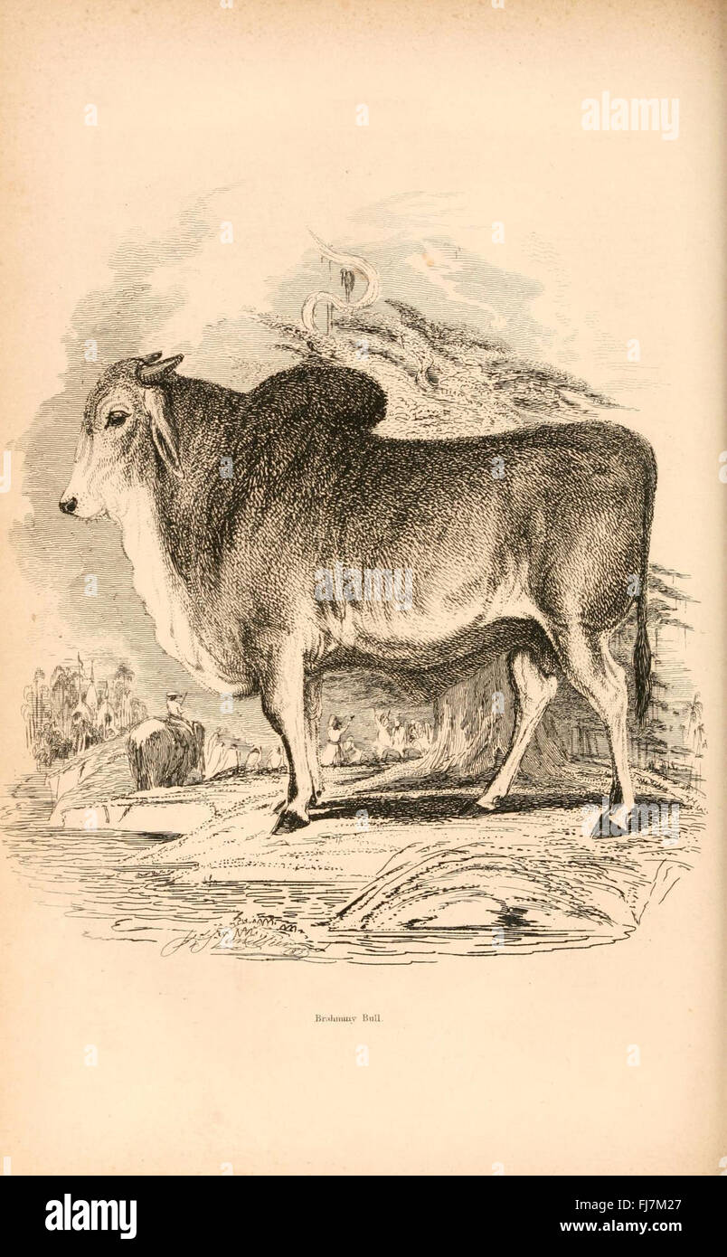 A zoological reference covering the classification and description of ...