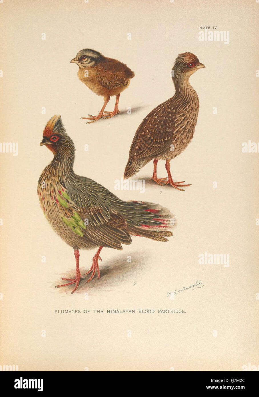 An extensive study and illustration of pheasant species, documenting ...