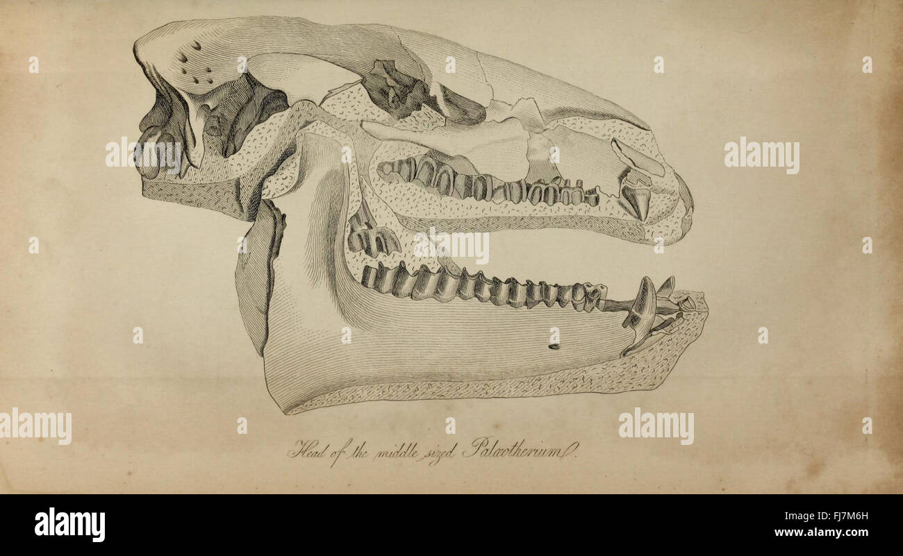 The animal kingdom (Plate) ,California Academy of Sciences Library ...