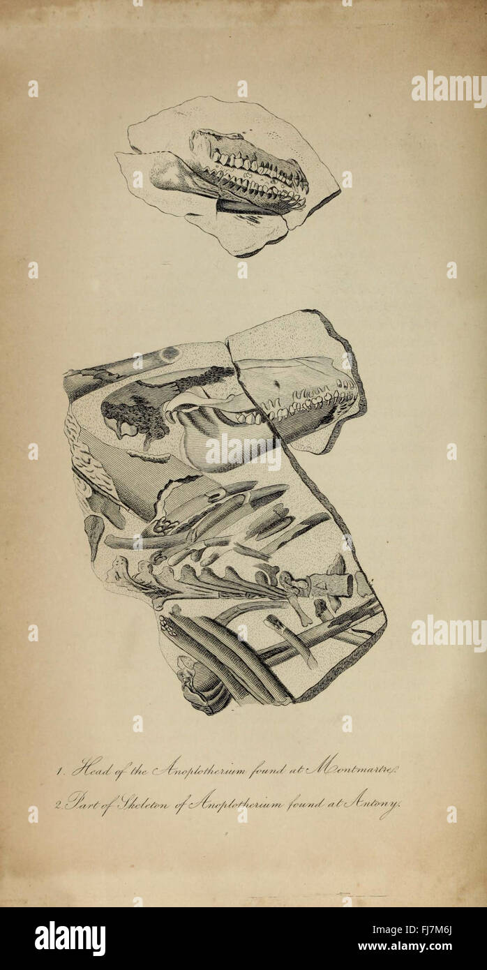 The Animal Kingdom (Plate), exploring the diversity of animal life ...