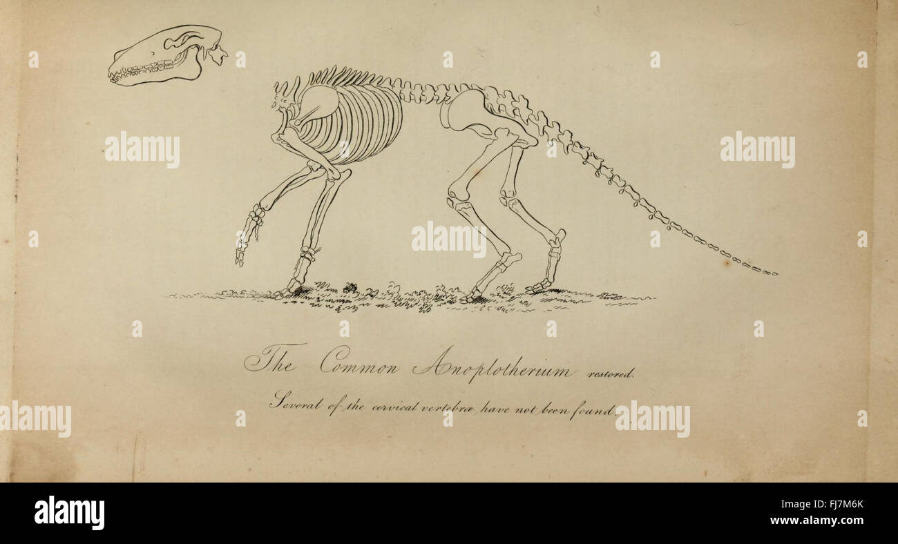 The Animal Kingdom - A comprehensive work on the diversity of animal ...