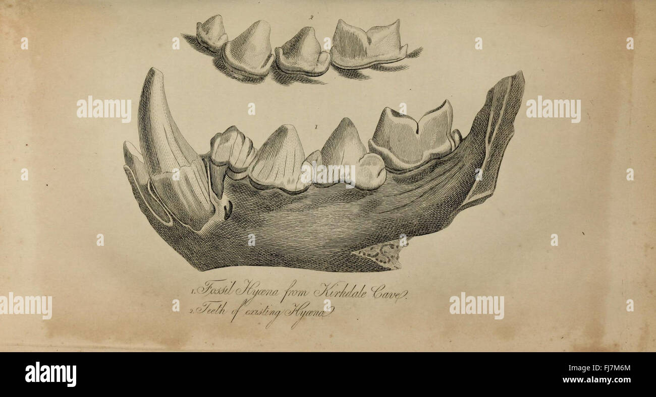 The animal kingdom (Plate), California Academy of Sciences Library ...