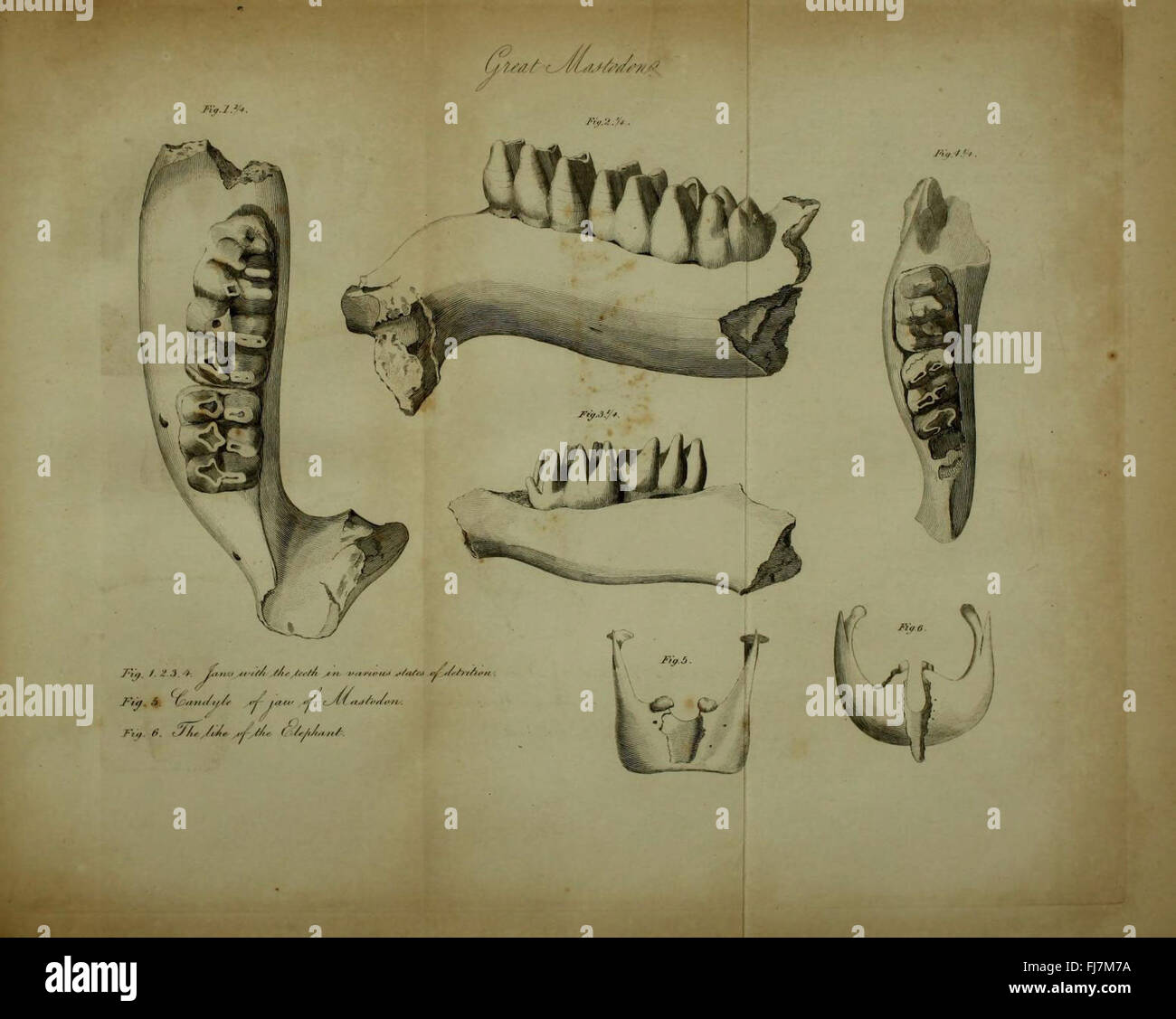 This collection from the California Academy of Sciences Library ...