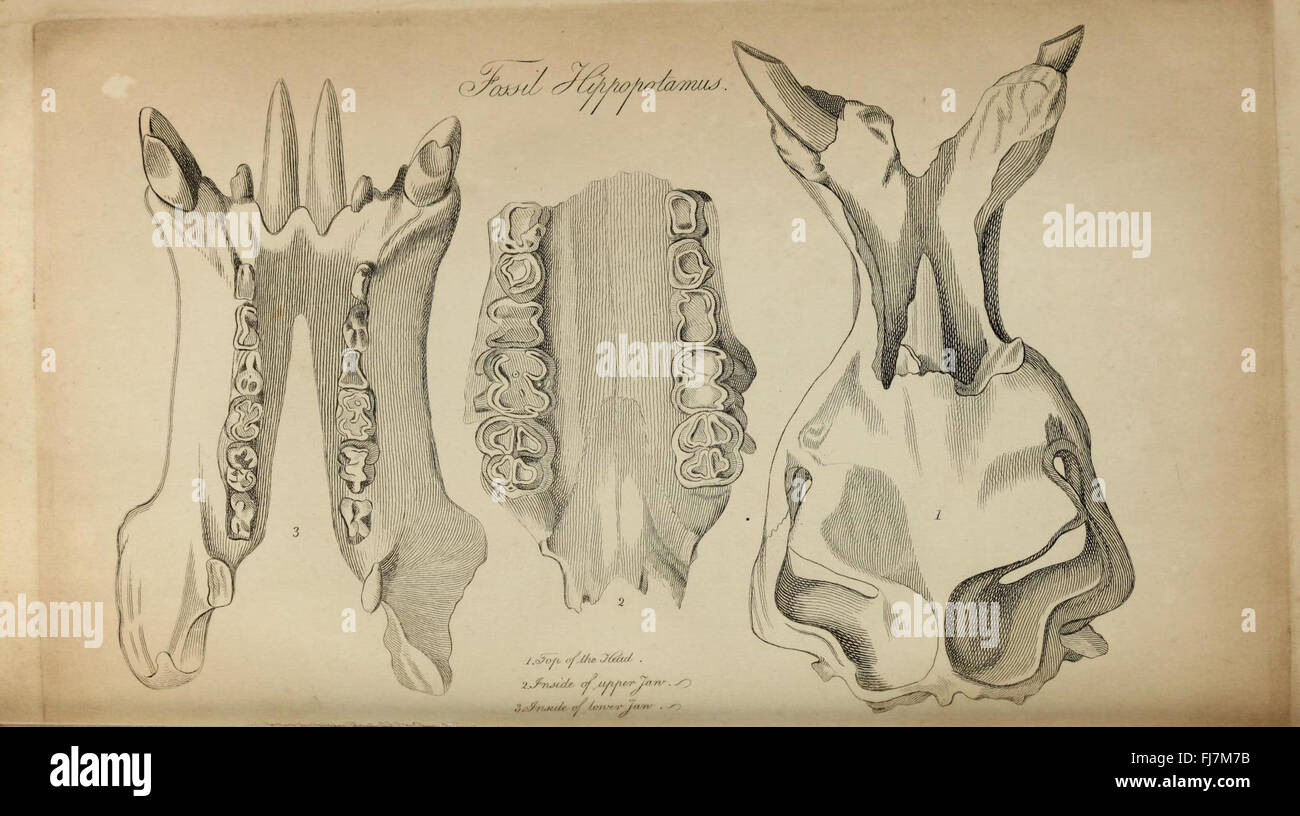 A scientific illustration depicting various species from the animal ...
