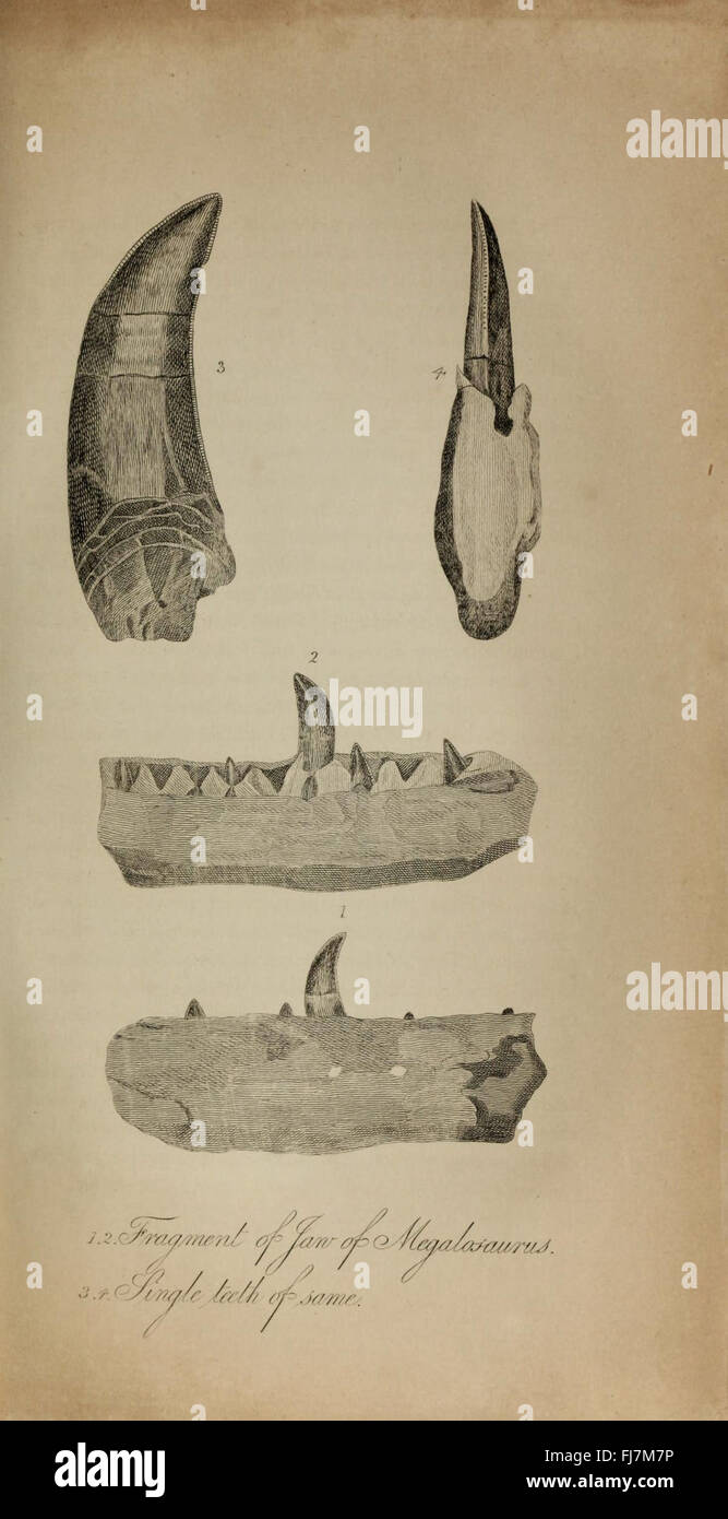 The animal kingdom (Plate), California Academy of Sciences Library ...