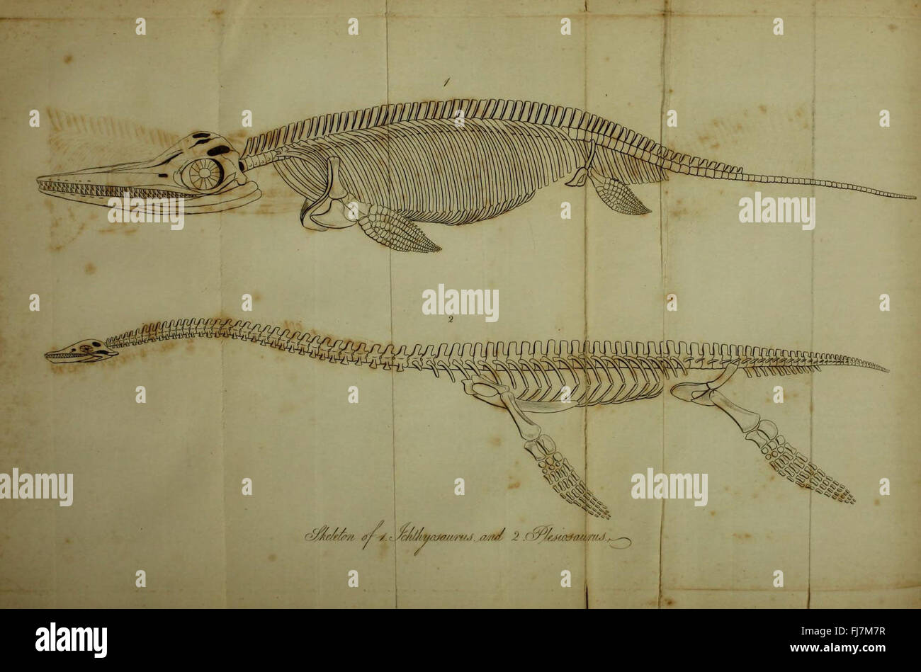 An illustrated depiction of the animal kingdom, showcasing diverse ...