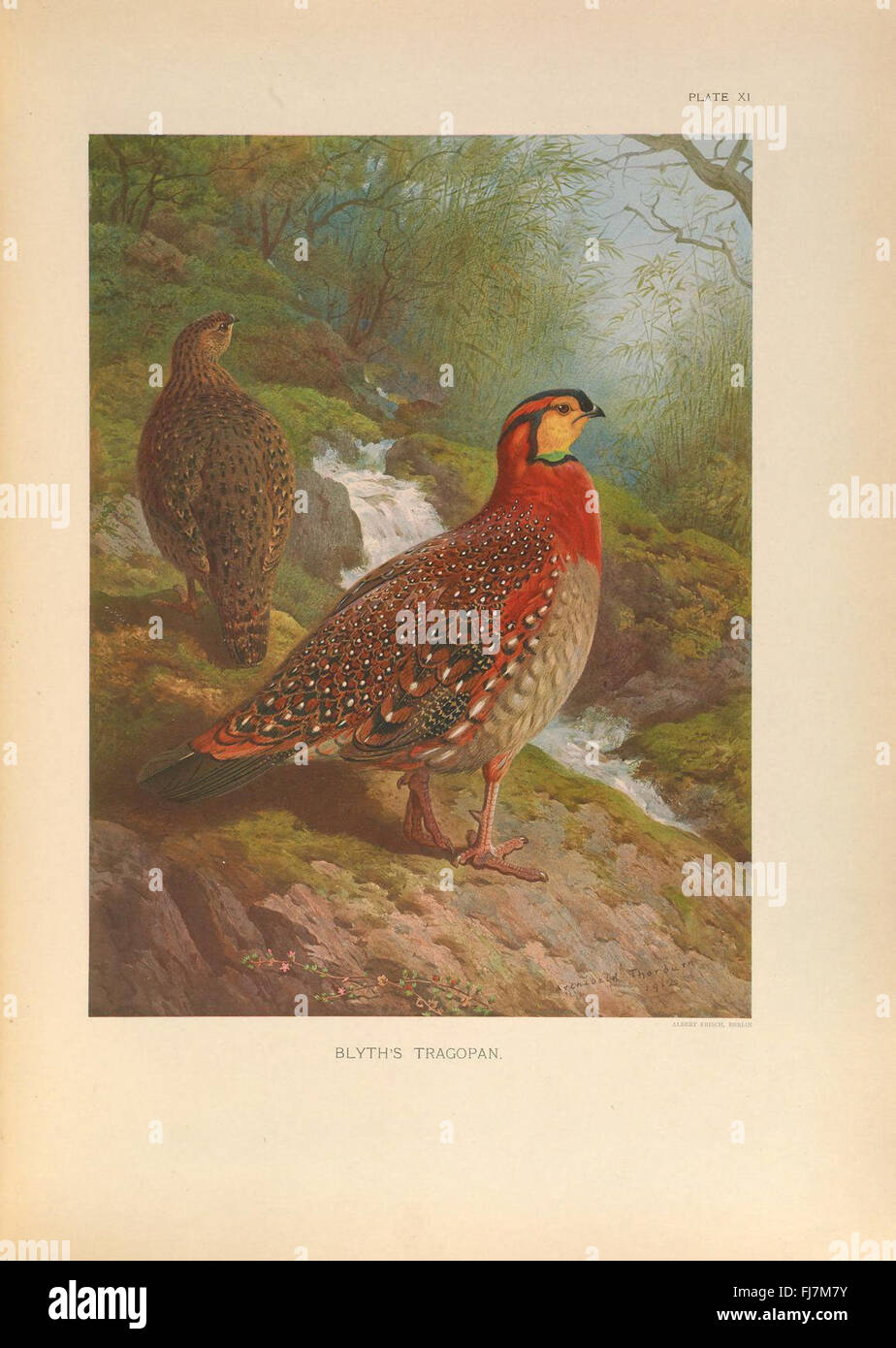 Pheasants, birds, zoology, ornithology, wildlife, Smithsonian ...