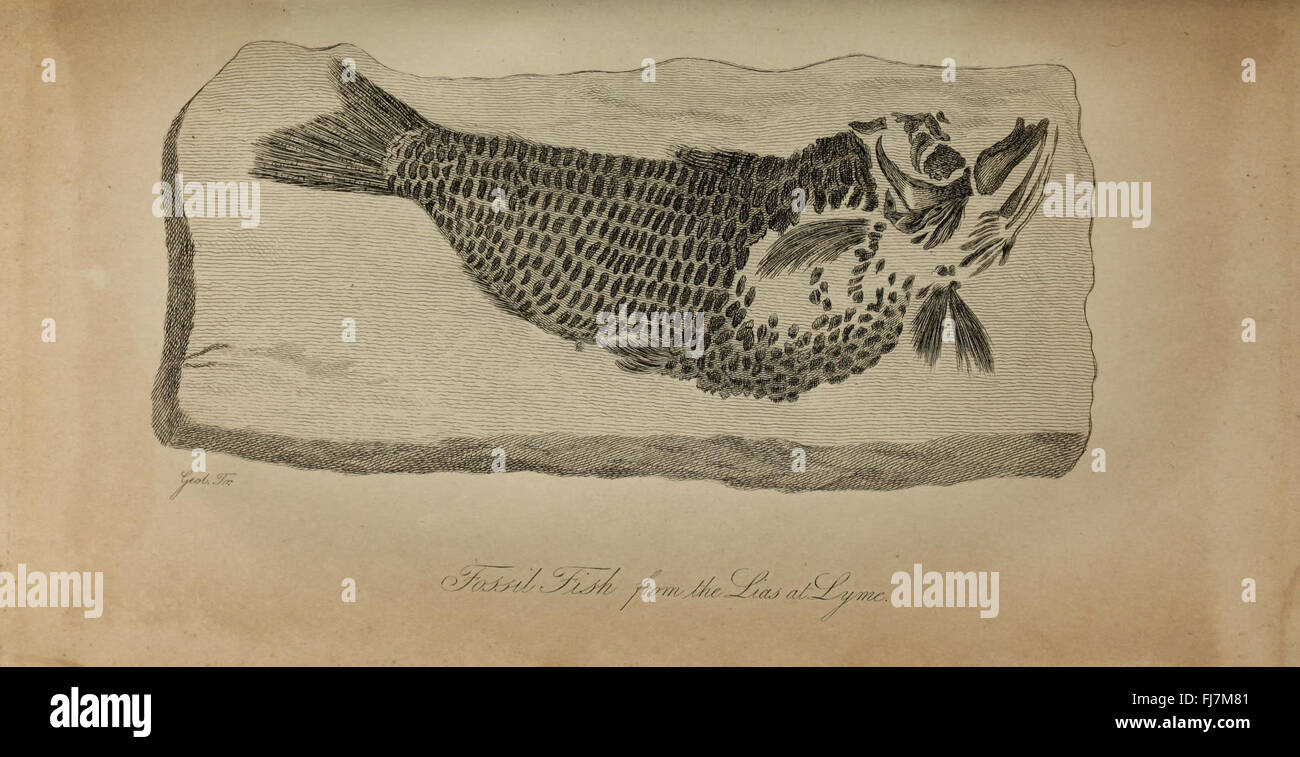 An illustrated work depicting various species across the animal kingdom ...