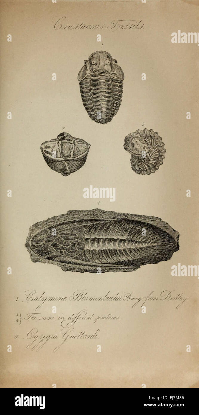 An illustration depicting the organization and classification of ...